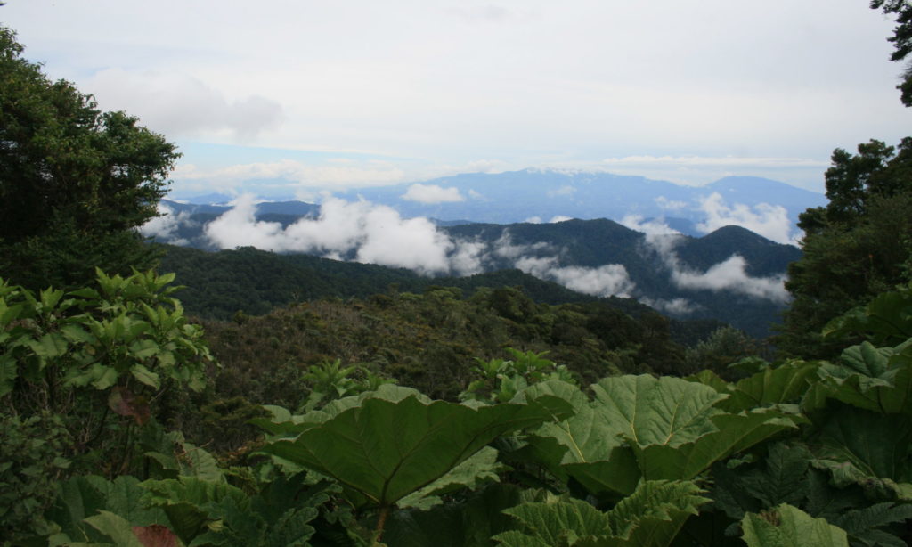 Dirce Beauty Archives - Retired in Costa Rica