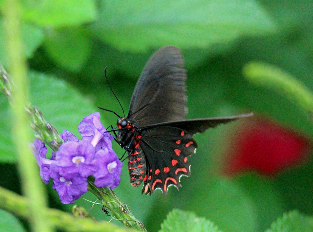 Pink-spotted Cattleheart Butterfly - Retired in Costa Rica