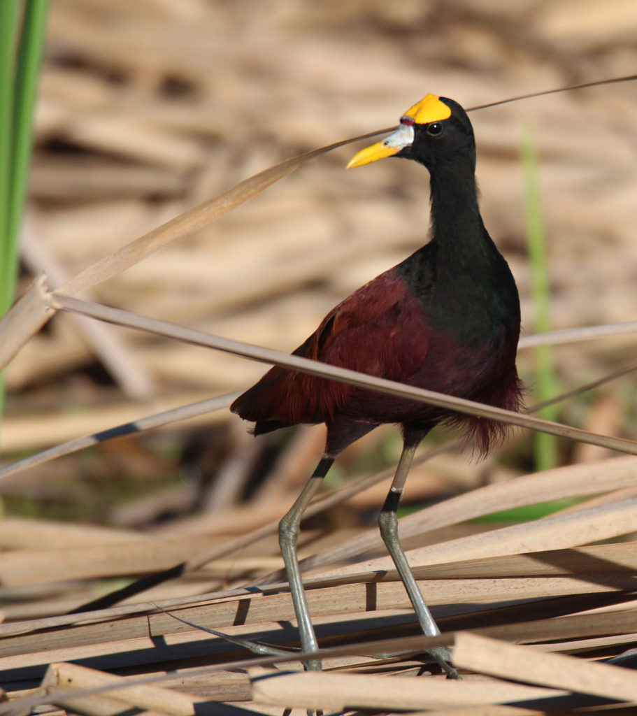 Rancho Humo Birds - Retired in Costa Rica