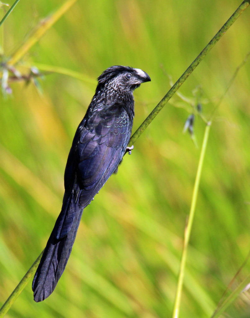 Rancho Humo Birds - Retired in Costa Rica