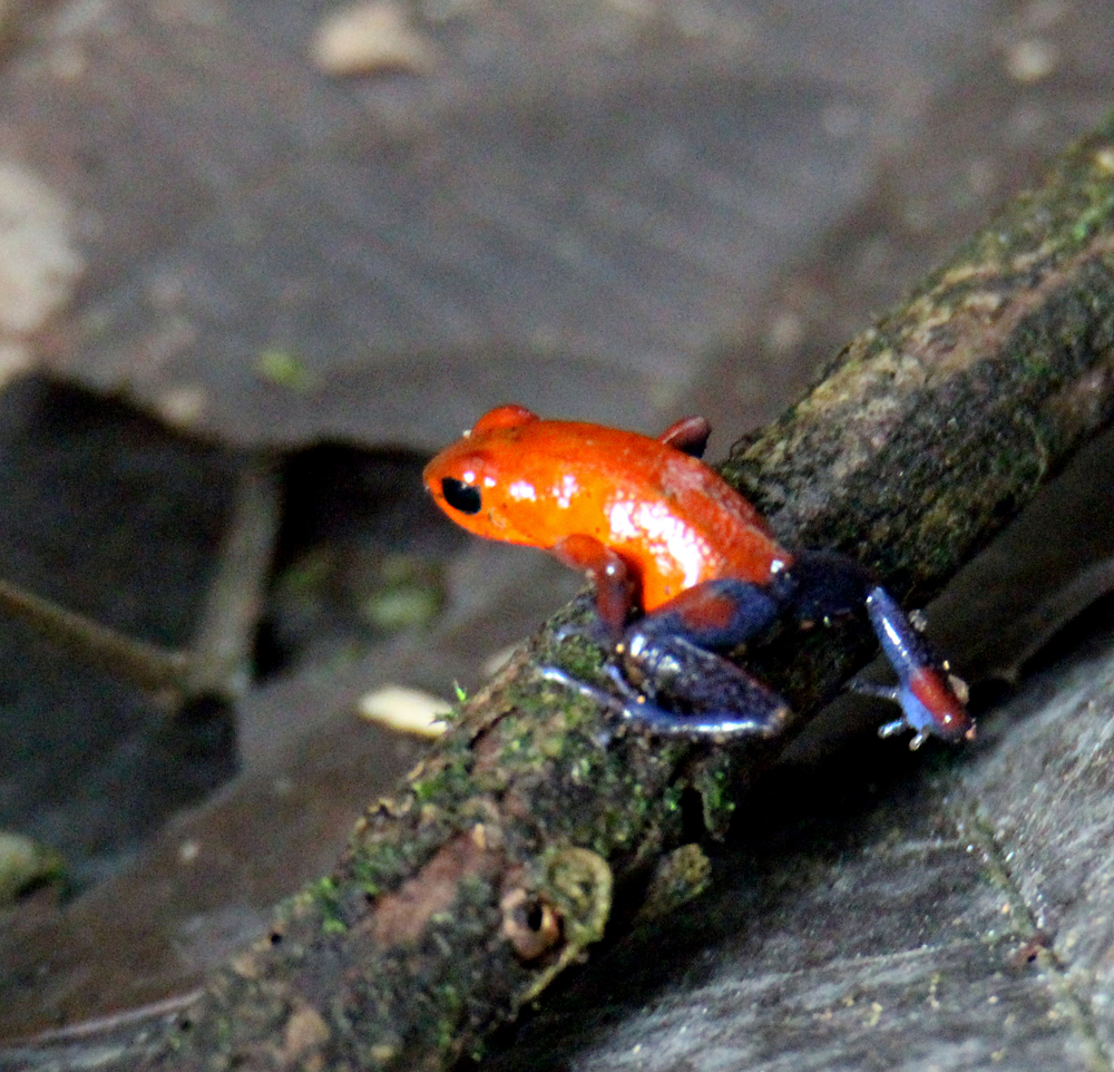 FROGS! - Retired in Costa Rica
