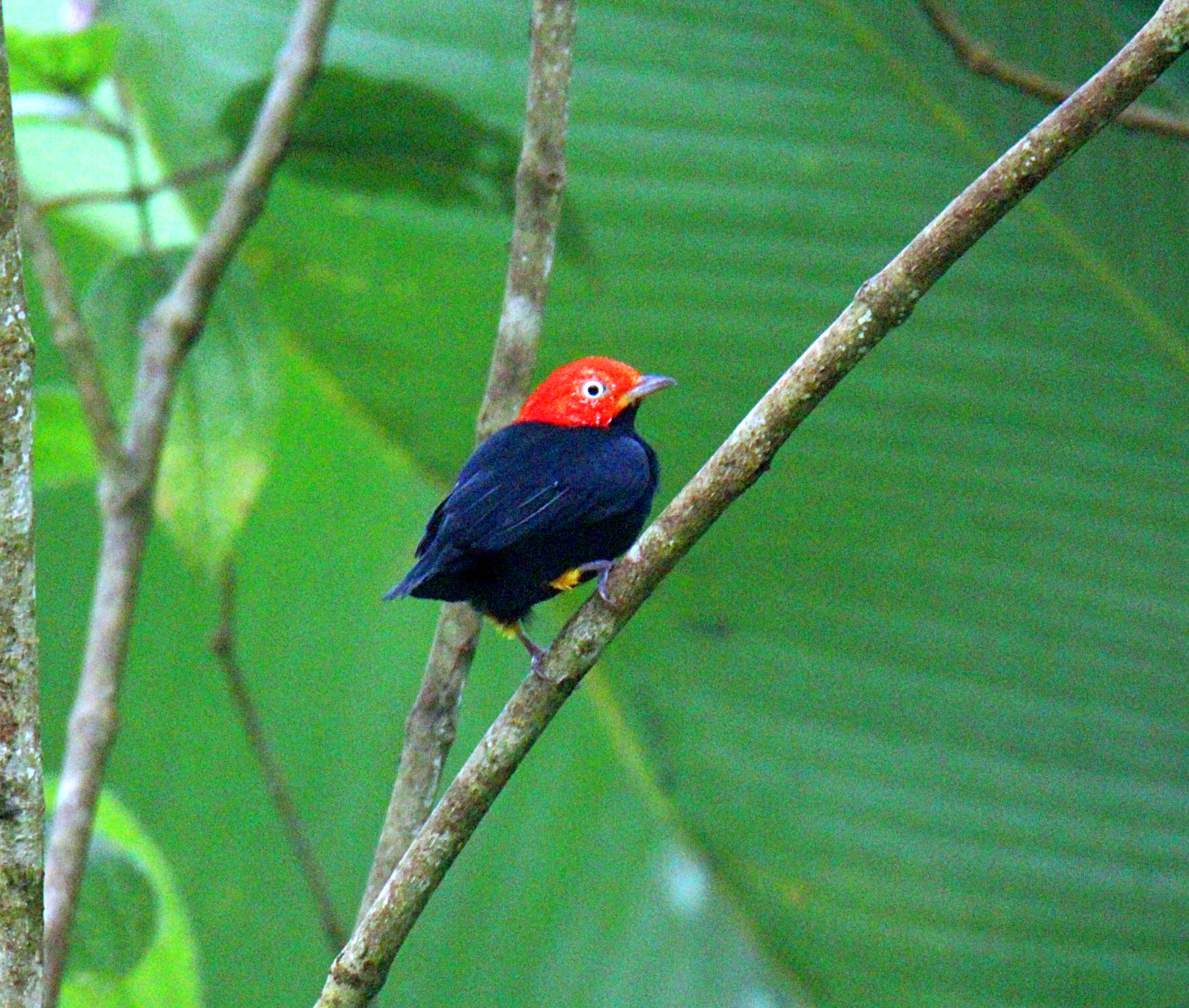 Red-capped Manakins - Retired in Costa Rica