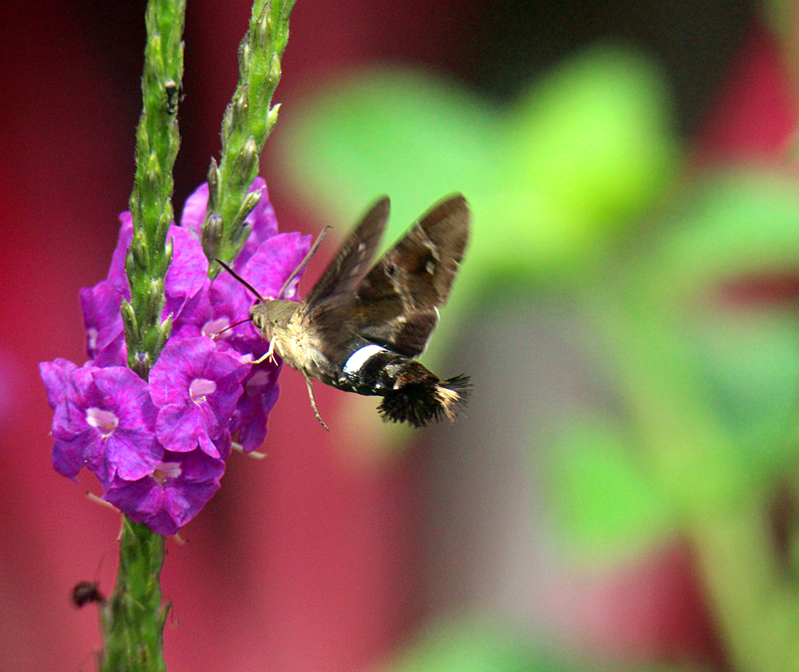 Titan Sphinx Moth - Retired in Costa Rica