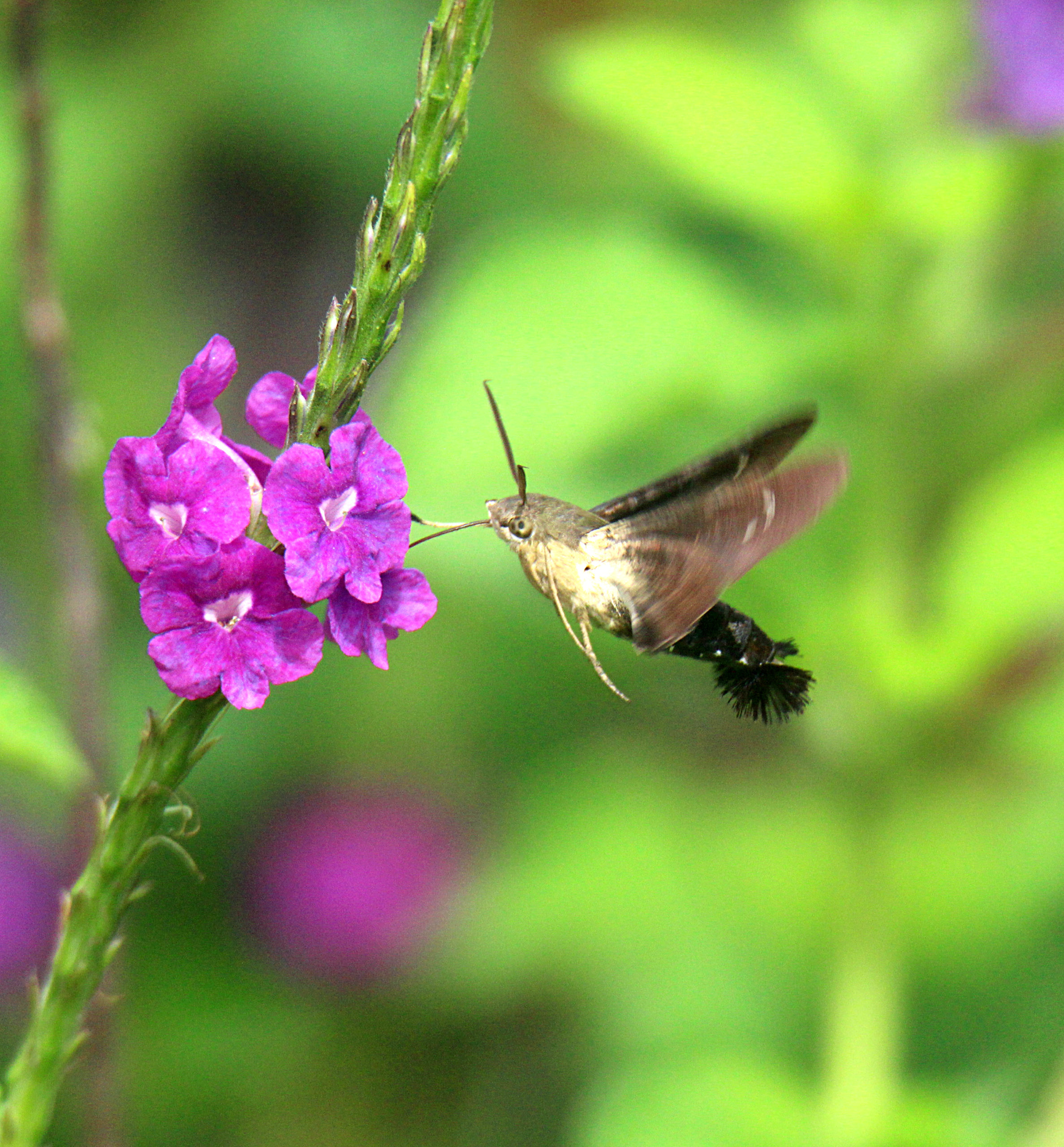 Titan Sphinx Moth - Retired in Costa Rica