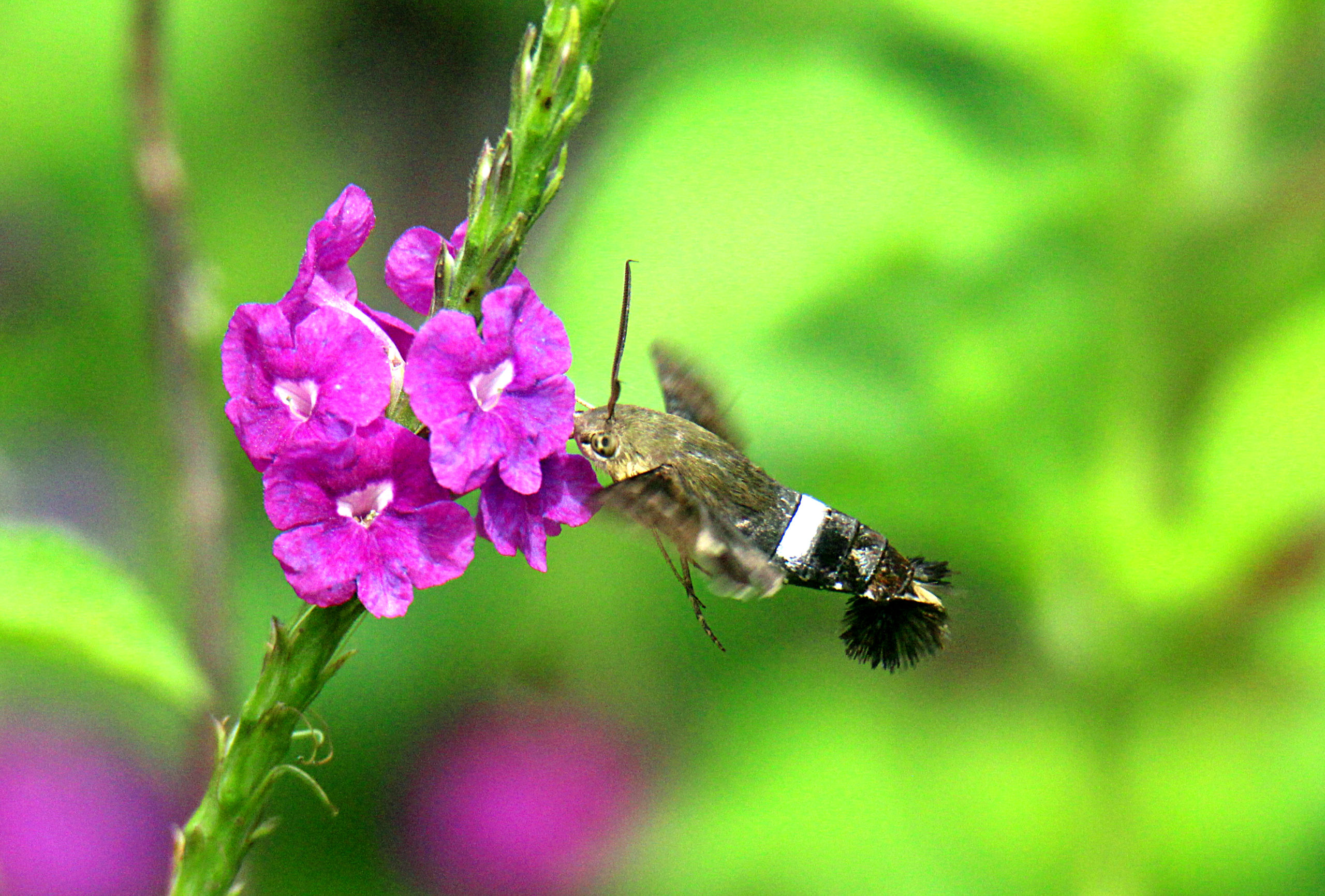 Titan Sphinx Moth - Retired in Costa Rica