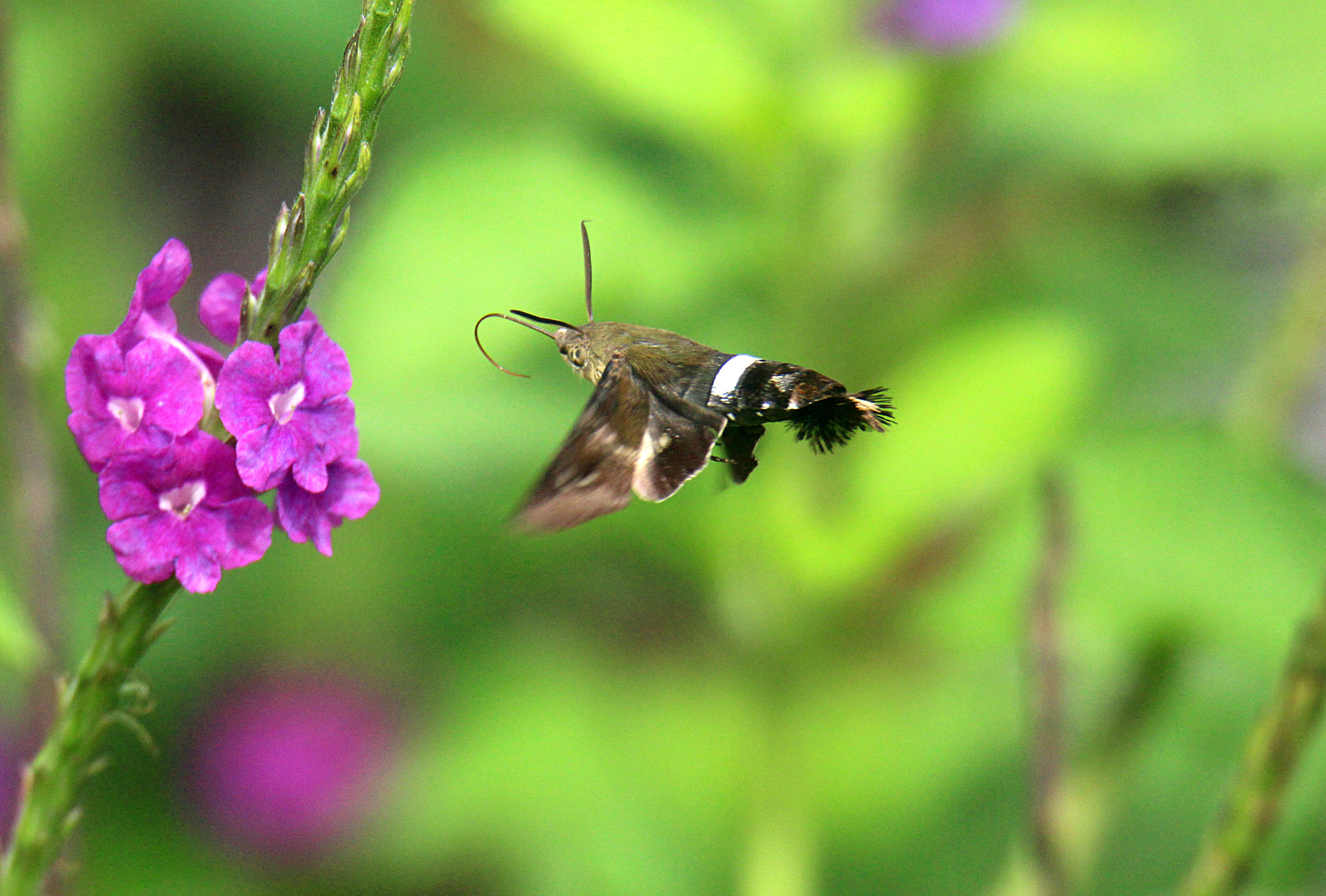 Titan Sphinx Moth - Retired in Costa Rica