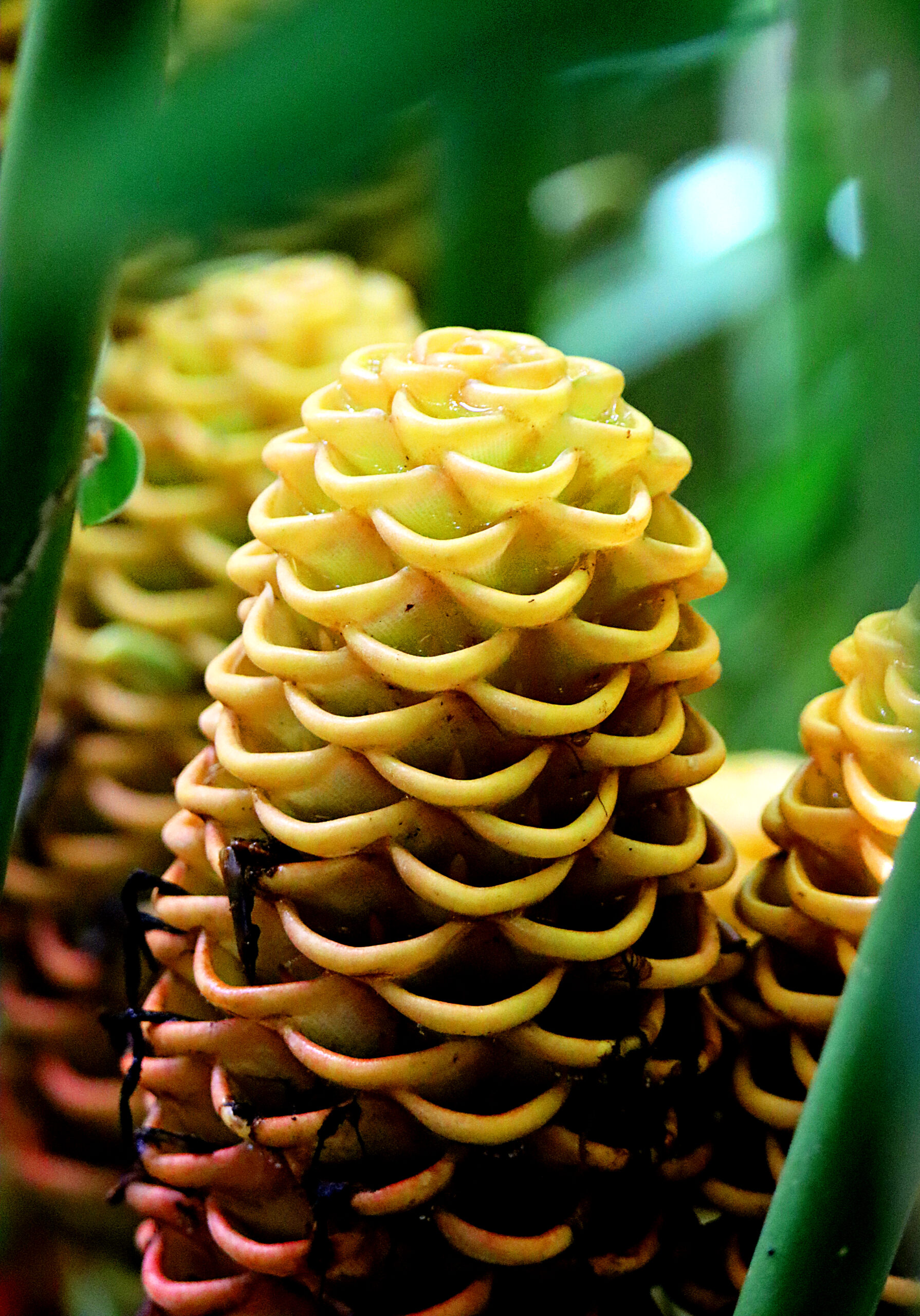50+ Maracas! - Retired in Costa Rica