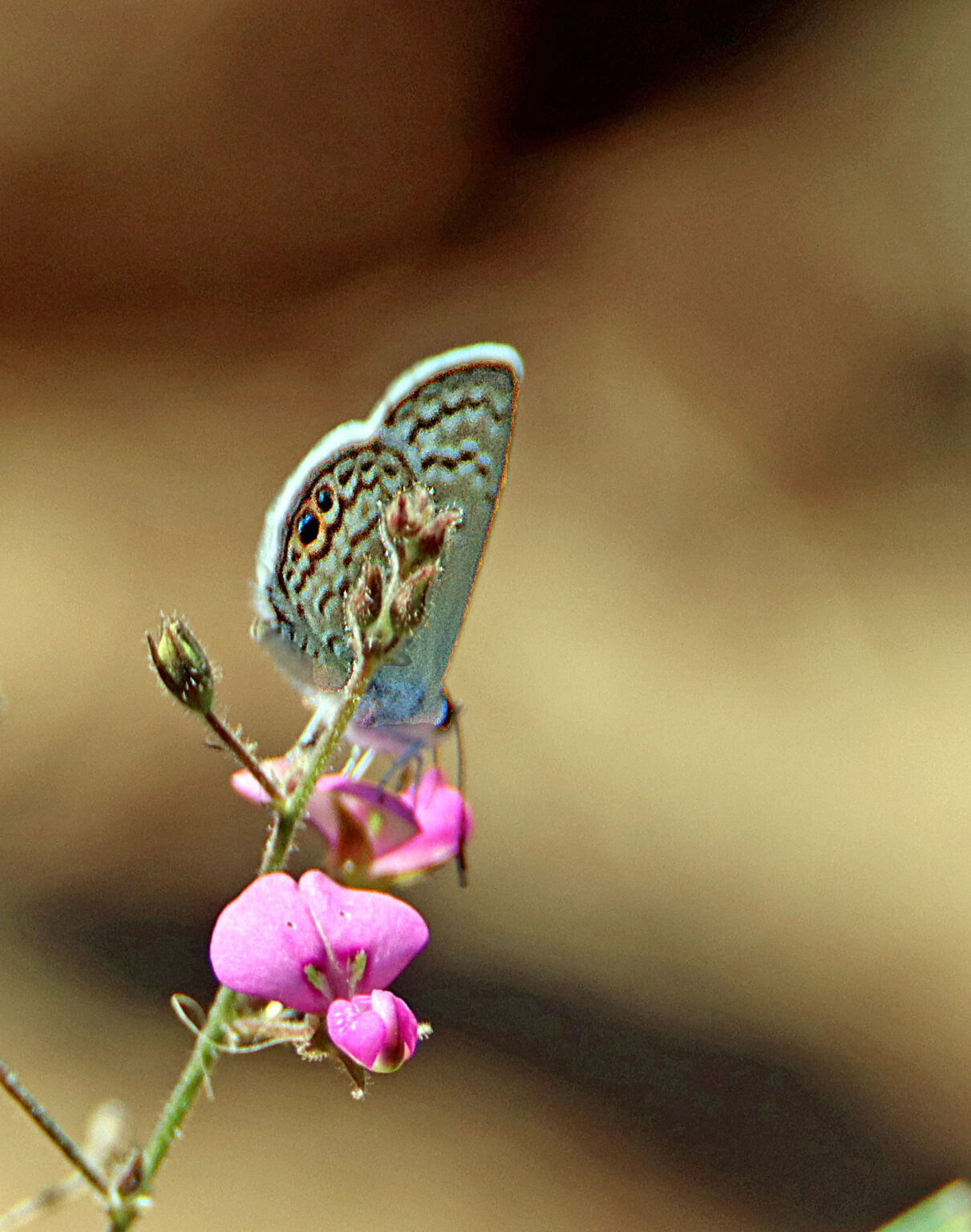 Cassius Blue - A New Species! - Retired in Costa Rica