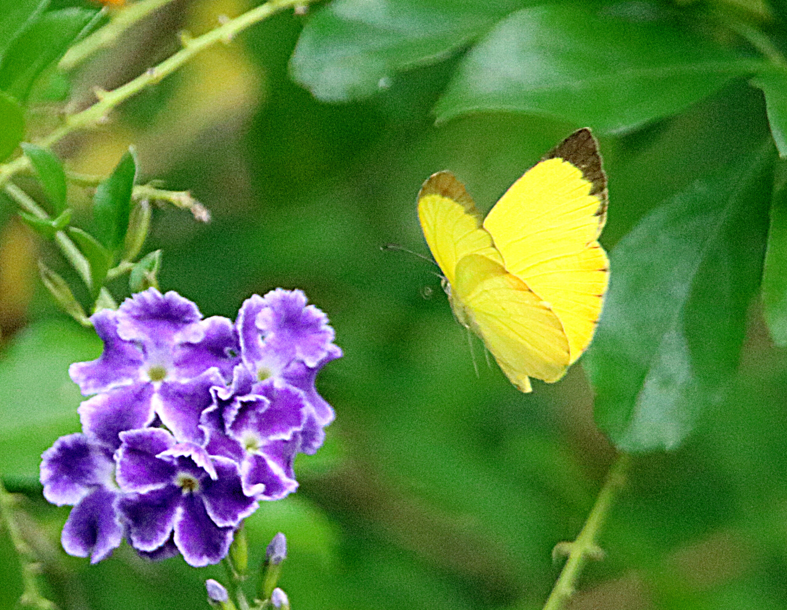 Dina Yellow - Retired in Costa Rica