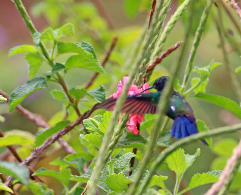 Blue-vented Hummingbird - Retired in Costa Rica